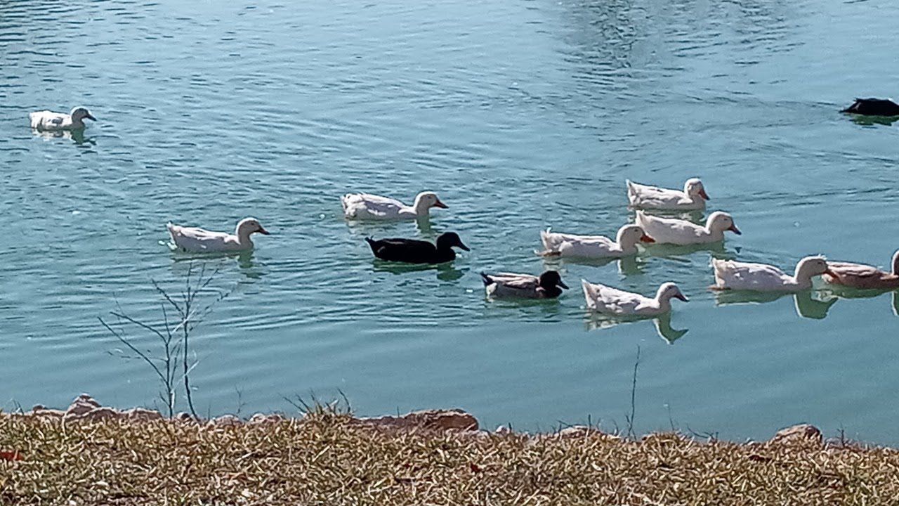 Time for a Break Featuring Ducks and Geese on the Pond 1 - YouTube