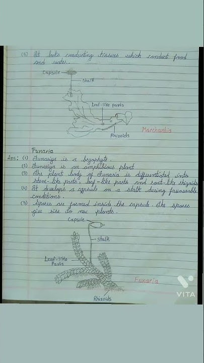 class 9, chapter 6 classification of plants, question answer ...