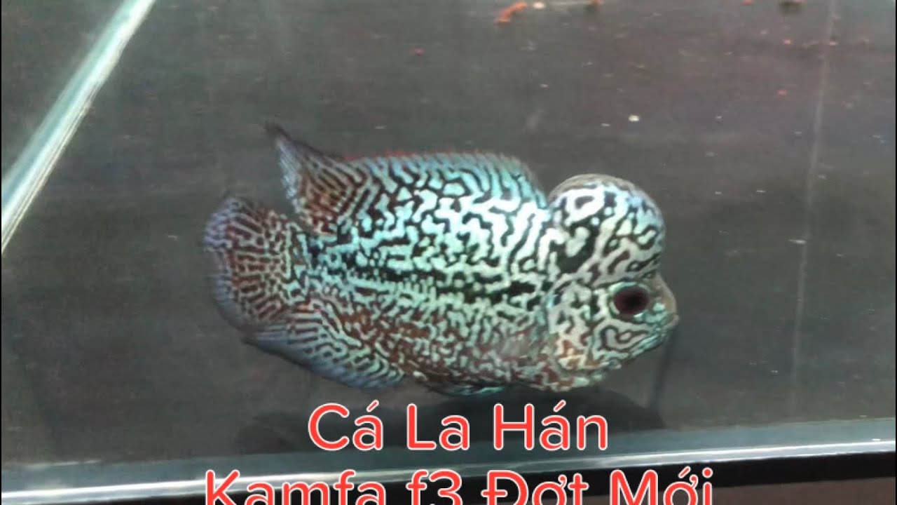 Cá La Hán Kamfa f3 Đợt Mới Ngày 28/12 Zalo 0985838624 - YouTube
