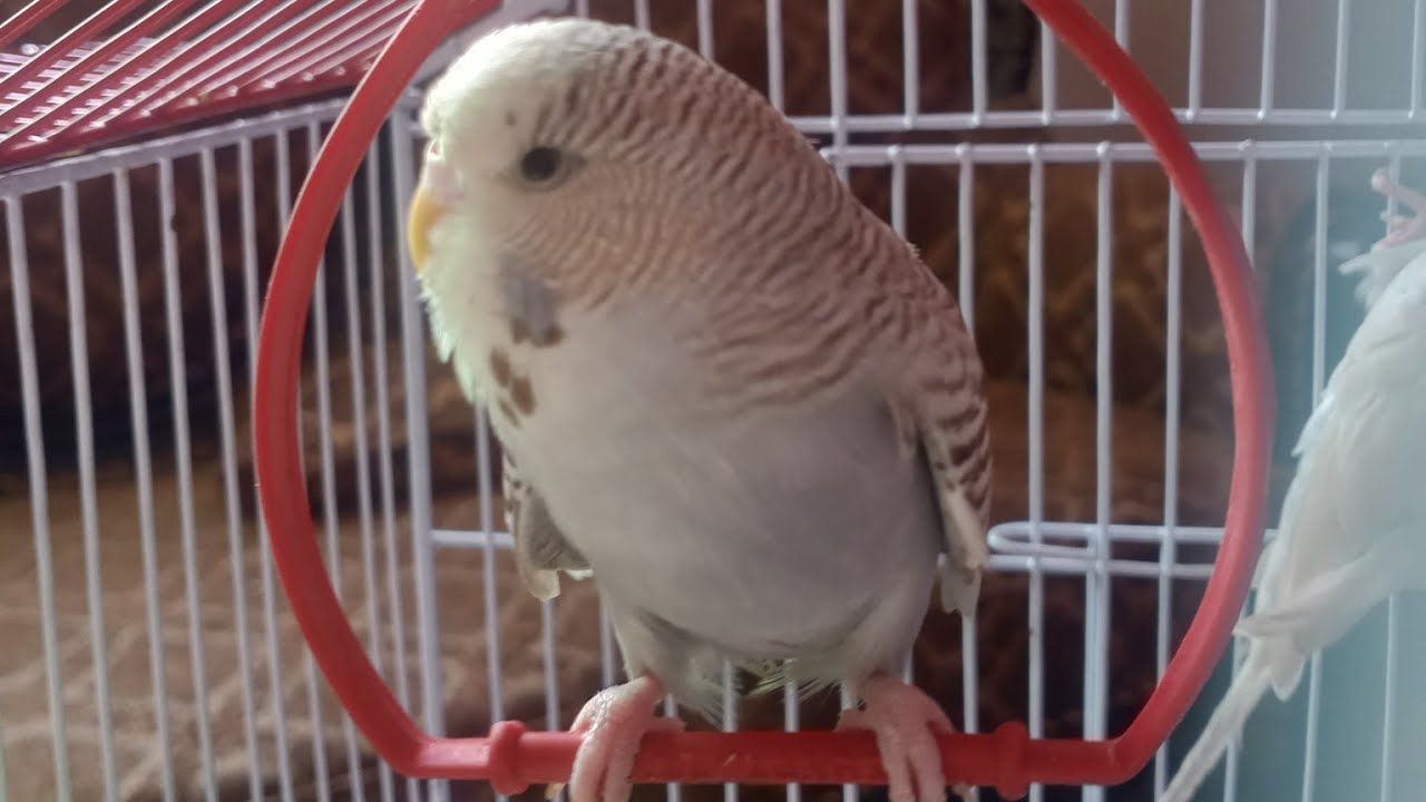 parrot party time 🥳 - YouTube