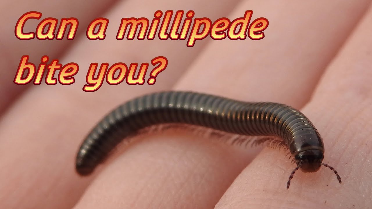 Can a Millipede Bite You? - YouTube