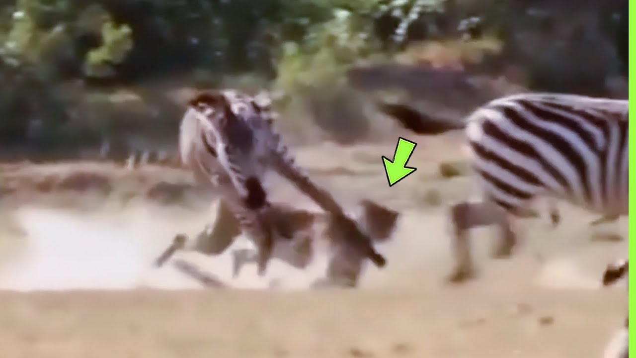 ZEBRA ACERTA CHUTE VIOLENTO NA CARA DO GUEPARDO - YouTube