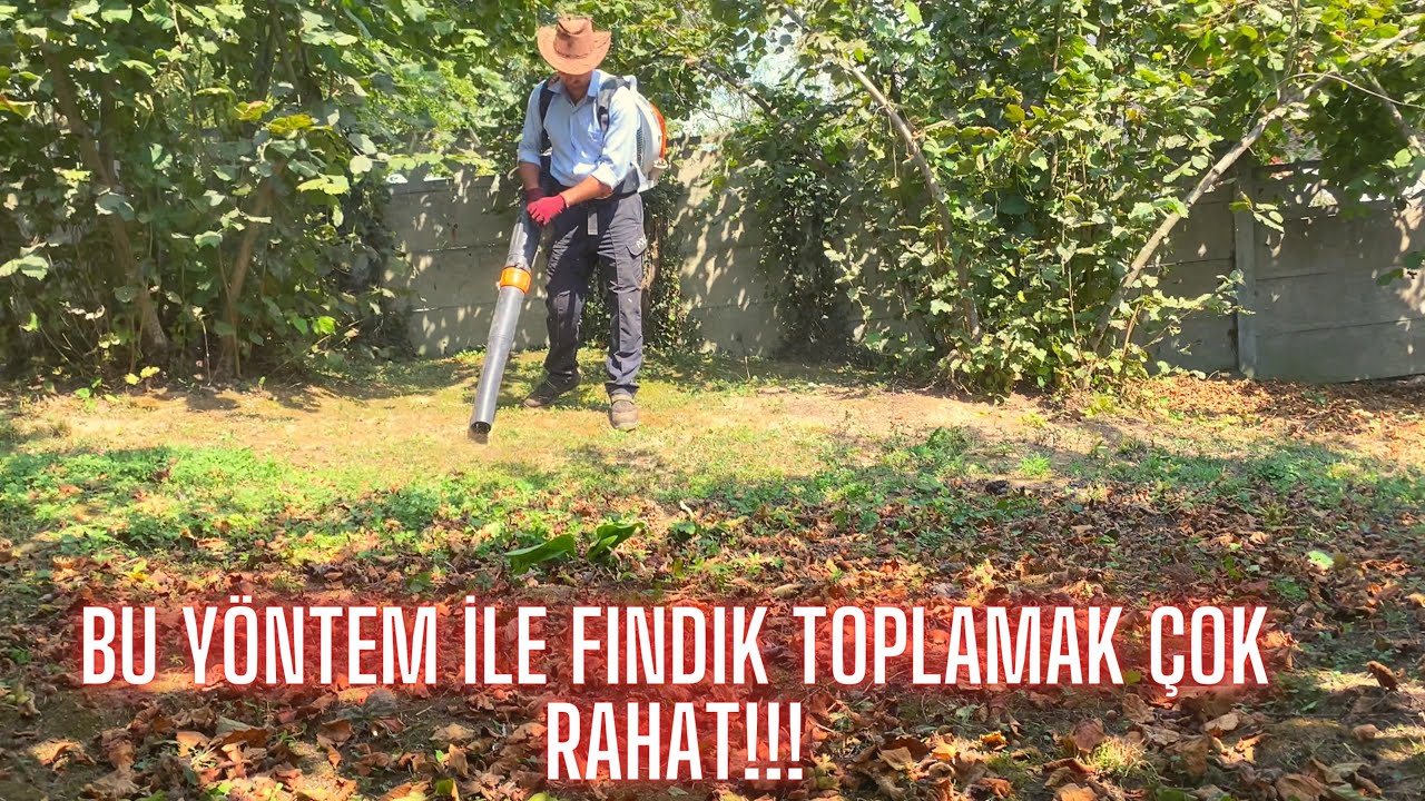 FINDIK TOPLAMA MACERAMIZ : ÜFLEME MAKİNASI İLE VERİMLİ ÇALIŞMA.. - YouTube