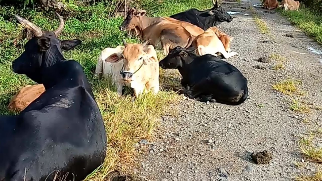 sapi lembu di perkebunan sawit - YouTube