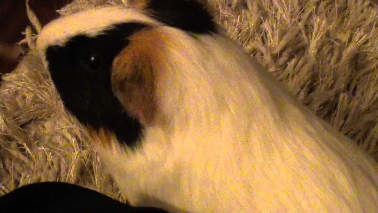 CRAZY guinea pig STEVE = SZALONA świnka morska STEVE - YouTube