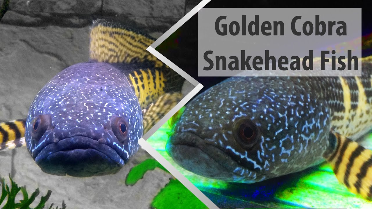 Golden Cobra Snake head Fish - YouTube