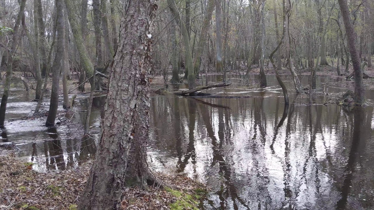 Green Acres Swamp on the Rise - YouTube