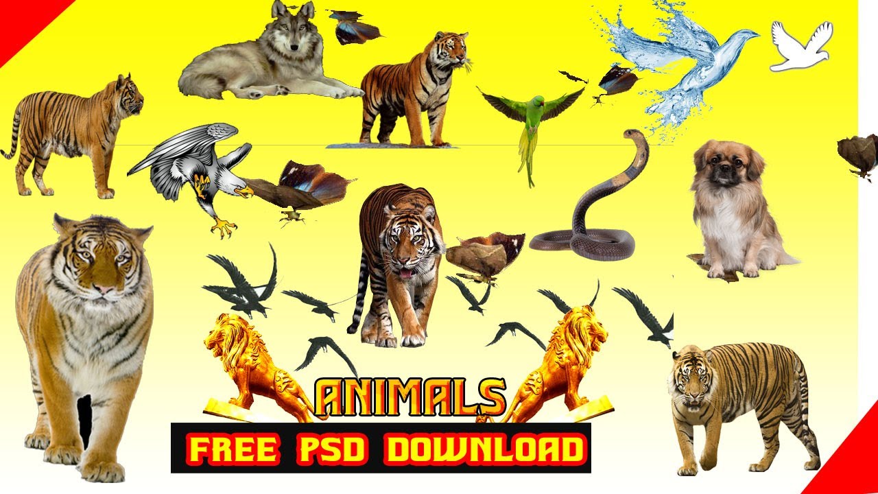 ANIMALS FREE PSD DOWNLOAD IN PHOTOSHOP YOUTUBE ENTERTAINMENT - YouTube
