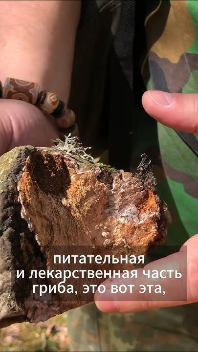 Трутовик обыкновенный: лекарственное и практическое применение - YouTube