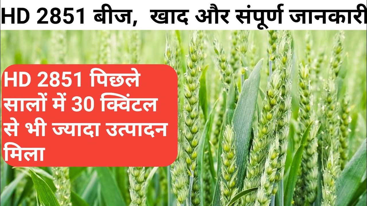 HD 2851 wheat seed full information 2020 - HD 2851 गेहूं की संपूर्ण ...
