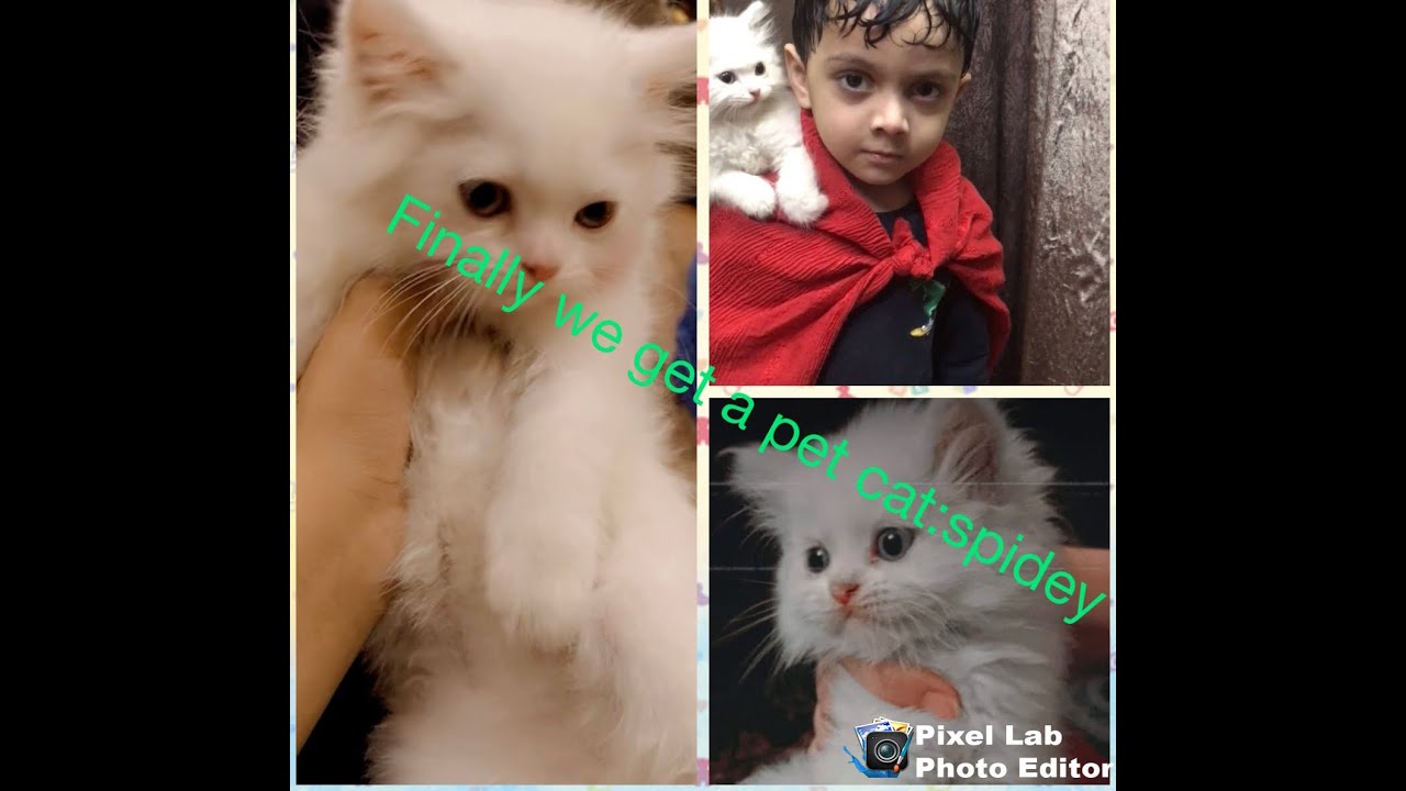 finally cat is here | finally cat aa gaya - YouTube