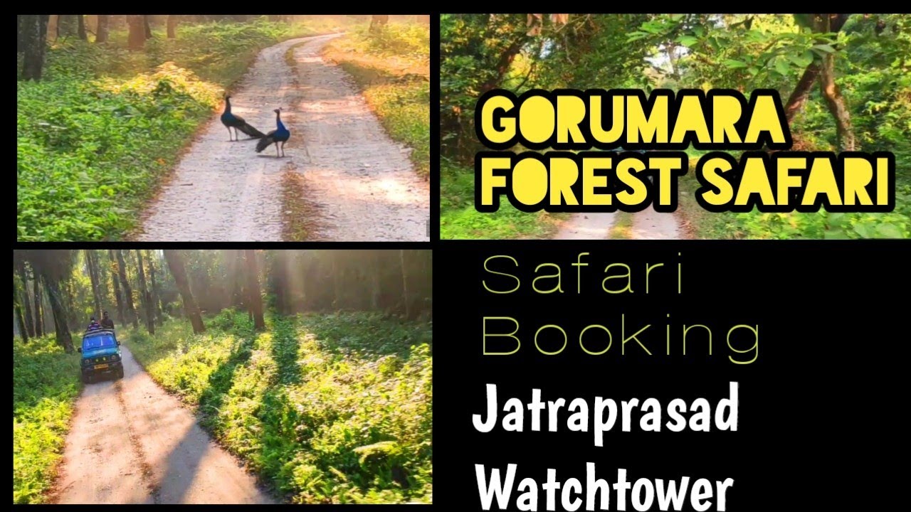 GORUMARA FOREST SAFARI | JATRAPRASHAD WATCH TOWER - YouTube