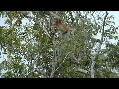 tanjung putting central kalimantan indonesia proboscis monkey in tanjung puting