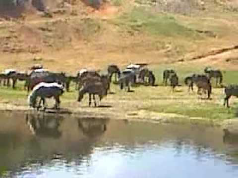 αγρια αλογα - YouTube