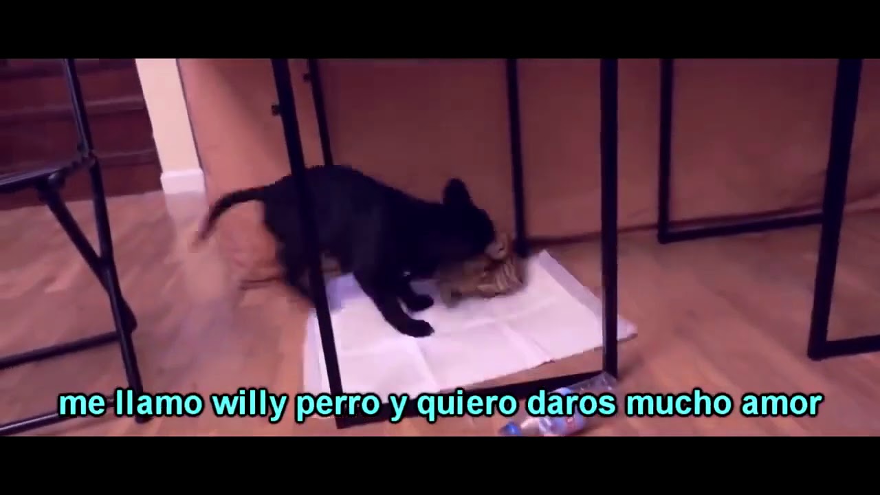 EL RAP DE WILLY PERRO 🐶😍 EL PERRO DE MIKECRACK RAP (MINECRAFT MUSIC ...