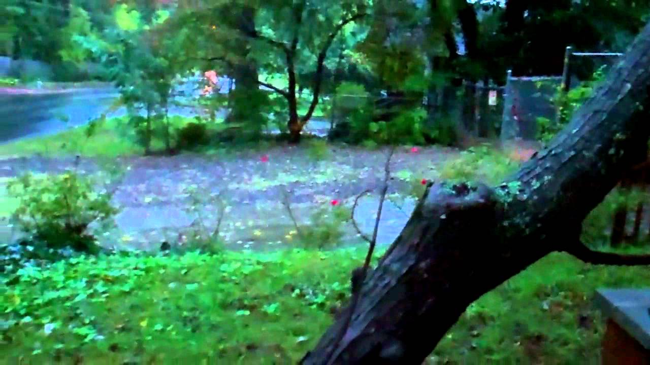 Storm Damage to my Maple Tree - YouTube