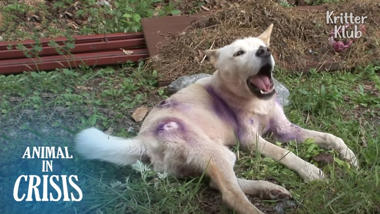 Run Over By A Car, Dog’s Entire Body Became Paralyzed And... | Animal ...