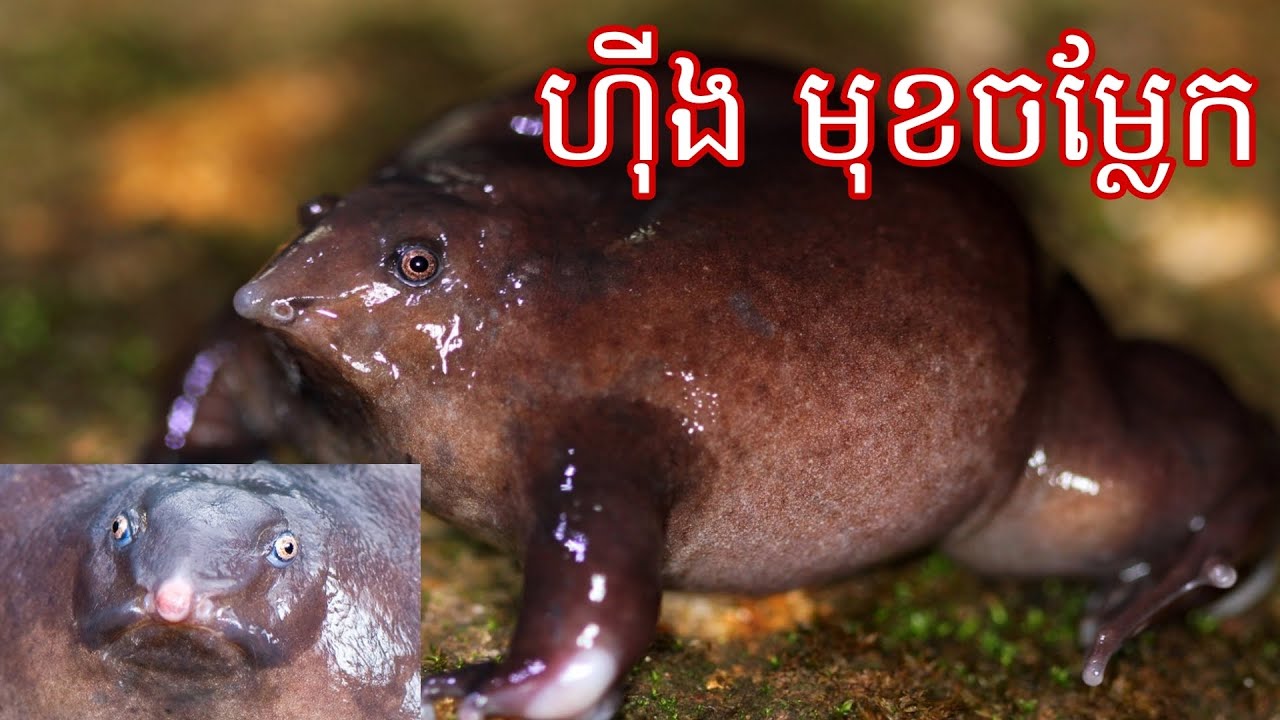 Unveiling the Mysteries of the Indian Purple Frog: Rare Insights into ...
