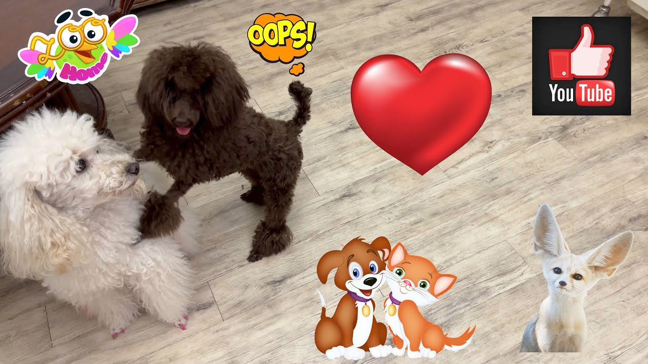 Terry the dog wants to play with Tin Tin the fox, Leon the dog wants to ...