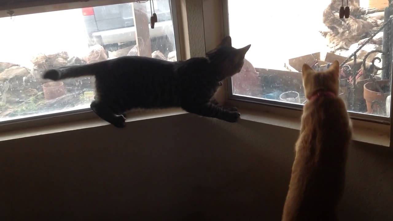 Cats Displaying Tail-Twitching While Watching Prey - YouTube