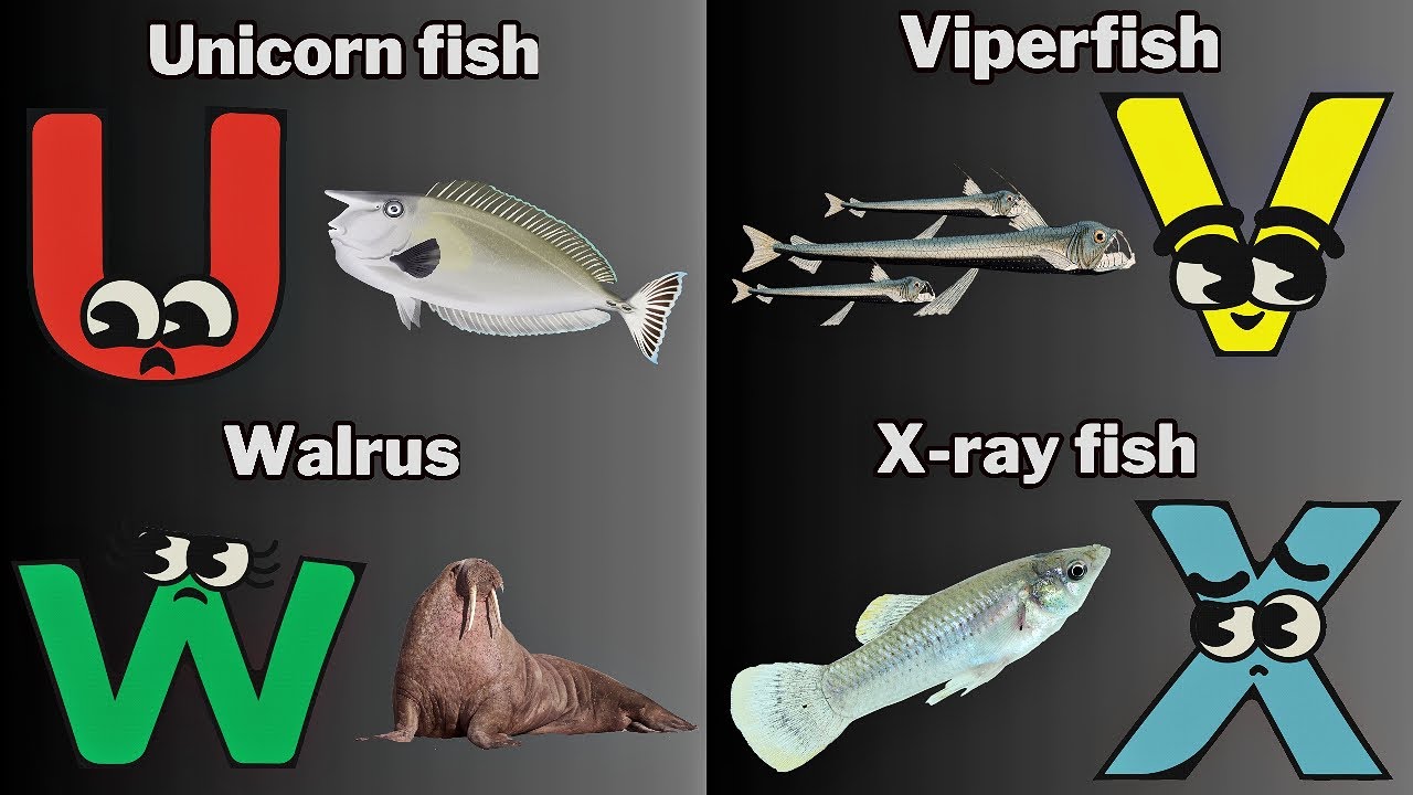 ABC Song | Sea Animals ABC Song | Phonics for Kids | Baby Alphabet ...