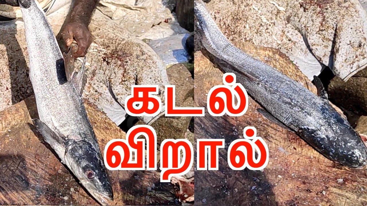 கடல் விறால் Fish Cutting | Kasimedu Kadal Viral Fish Cleaning Live Sea ...