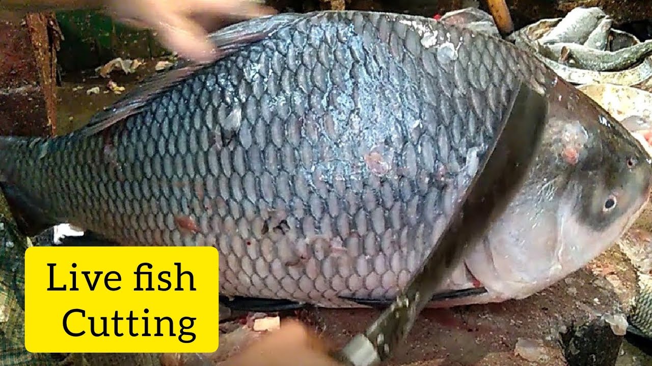 Amazing Fish Cutting Skills | Fish Cleaning and Cutting | Live Fish ...
