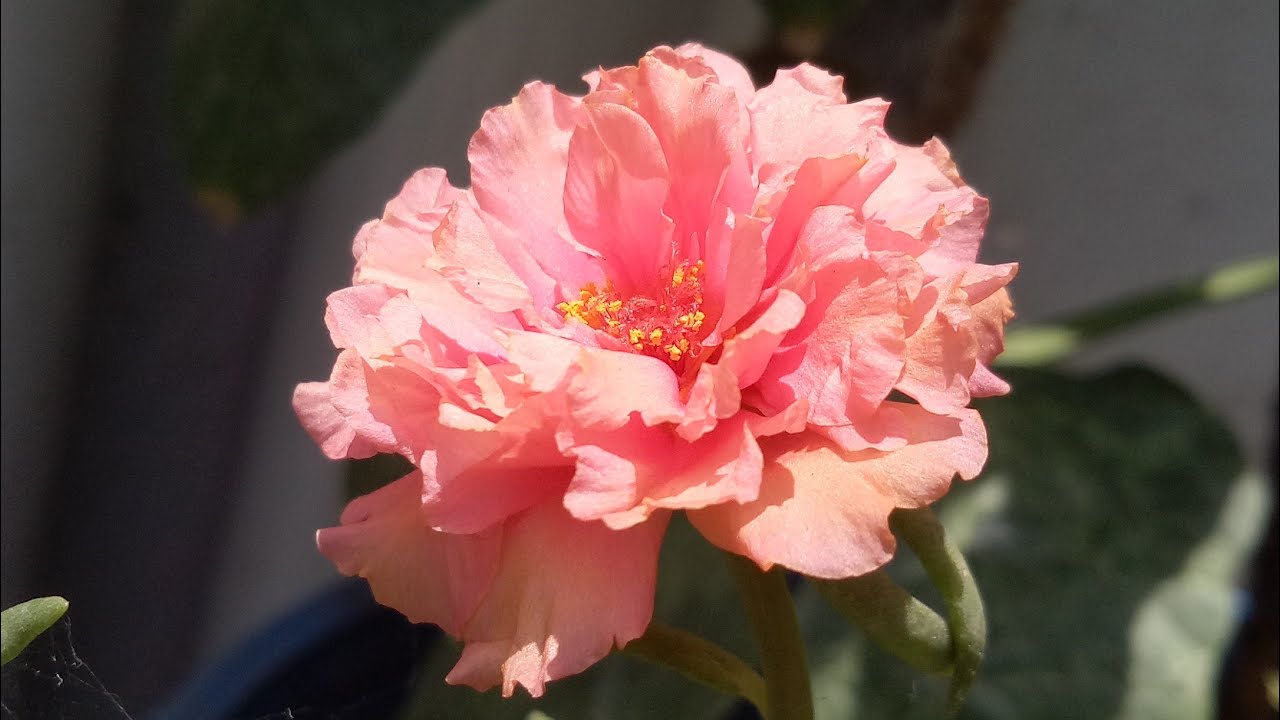 mose rose||office time flower - YouTube