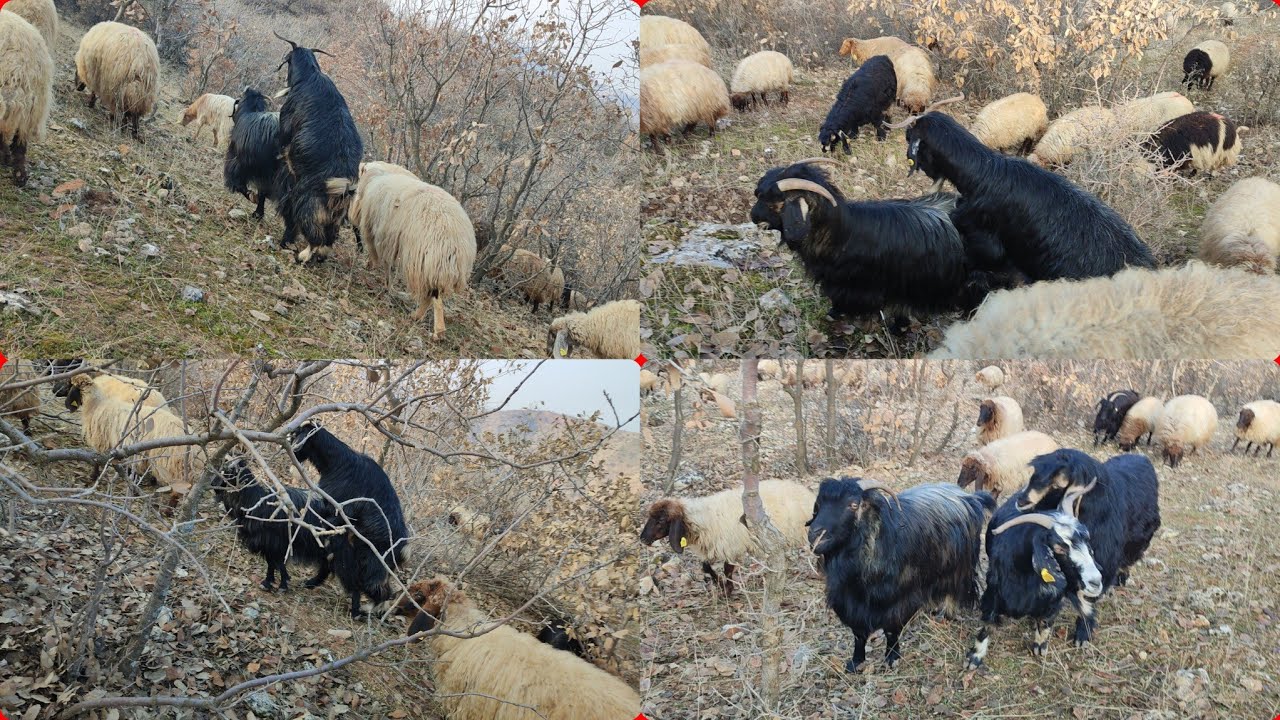 goats at work ~ animal matching ~ short-eared goat - YouTube