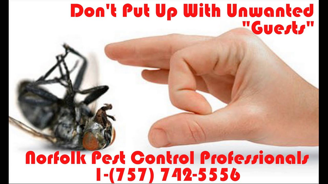Norfolk Virginia Pest Control Professionals | 1-(757) 742-5556 - YouTube