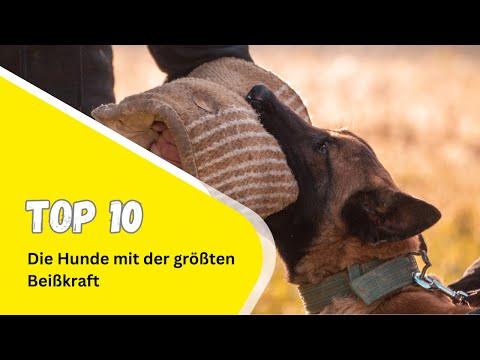 Top 10 Hunde mit der größten Beißkraft ⎮DieHundezeitung