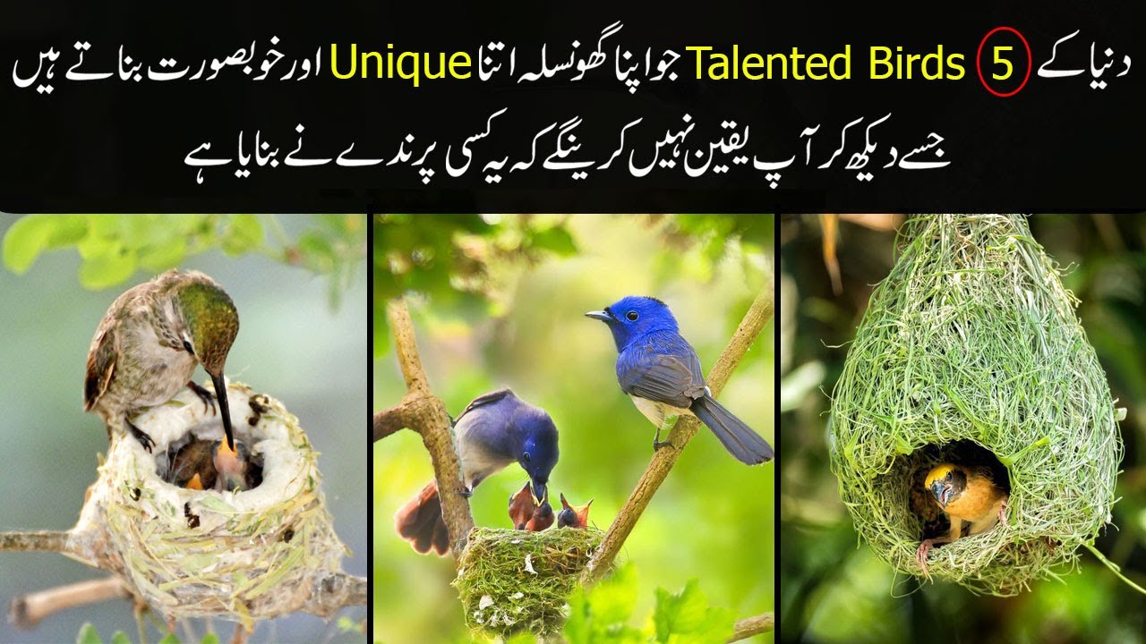 Top 5 Most Beautiful Birds Nest | Beautiful Bird Nest Video | Most ...