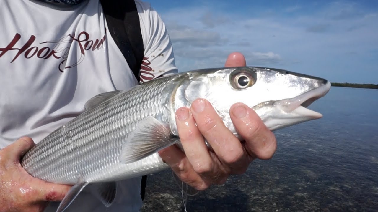 INCREDIBLE FOOTAGE BONEFISH Pushing the Flats!!! - YouTube