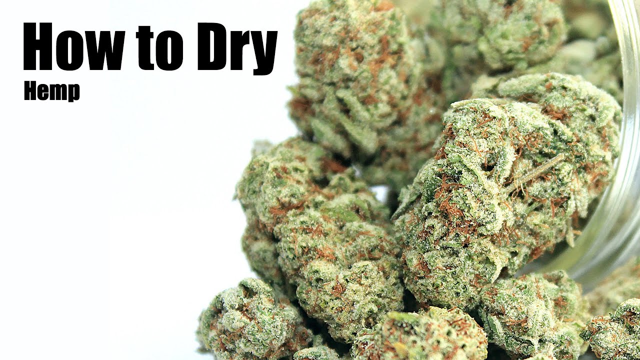 Drying and Curing Hemp - YouTube