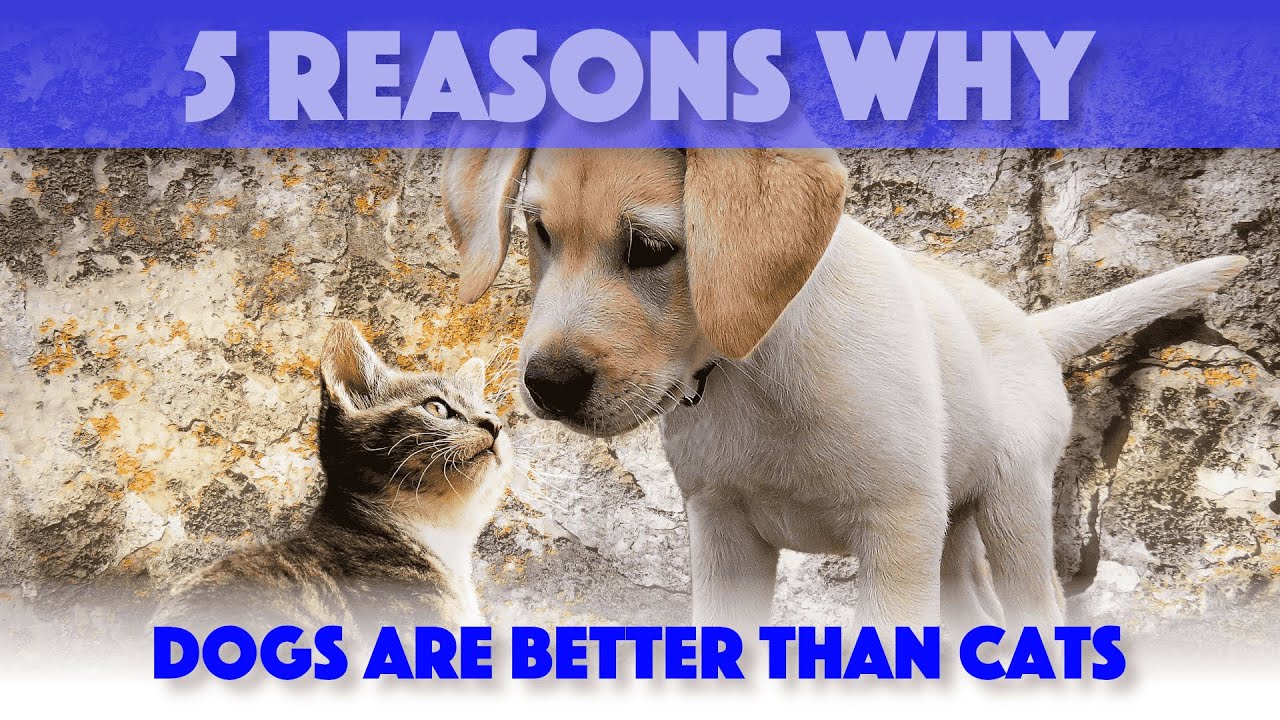 5 Reasons Why Dogs are Better than Cats - YouTube