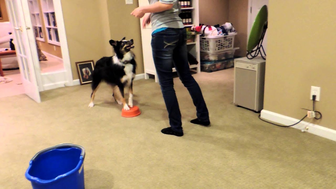 Orbit & Wave Bu-bye - Dog Tricks - YouTube