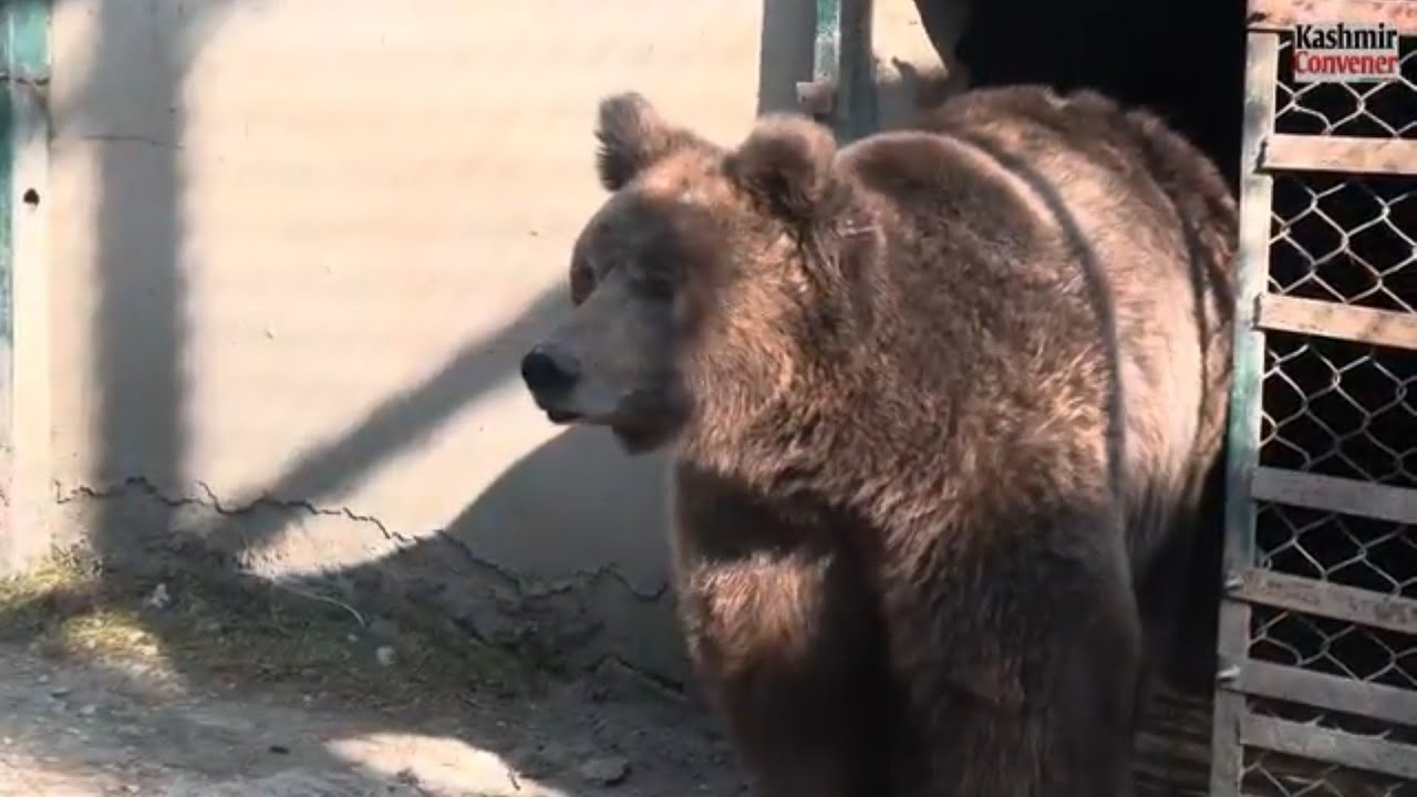 Pahalgam Zoo's special Friendship: Caretaker and Bear "Sultan" Forge a ...