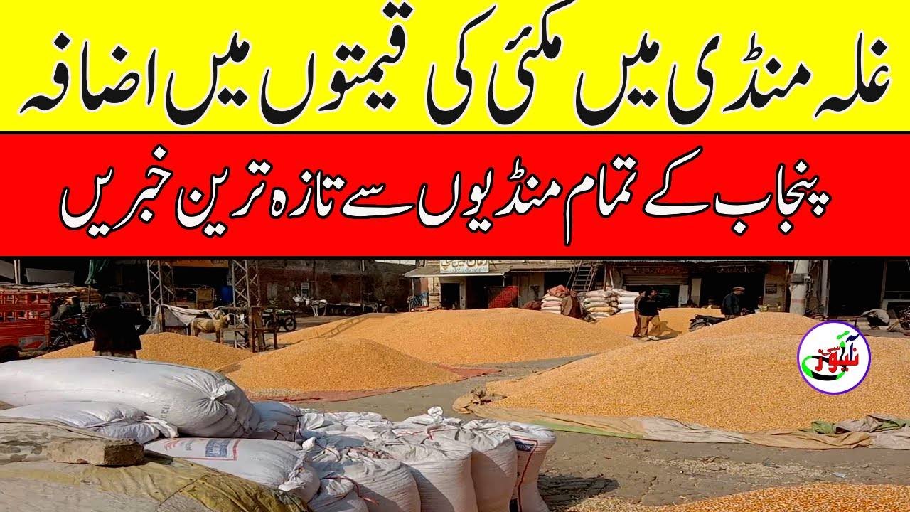 Makki rates Today makki rate today arifwala Makki rate today arifwala ...