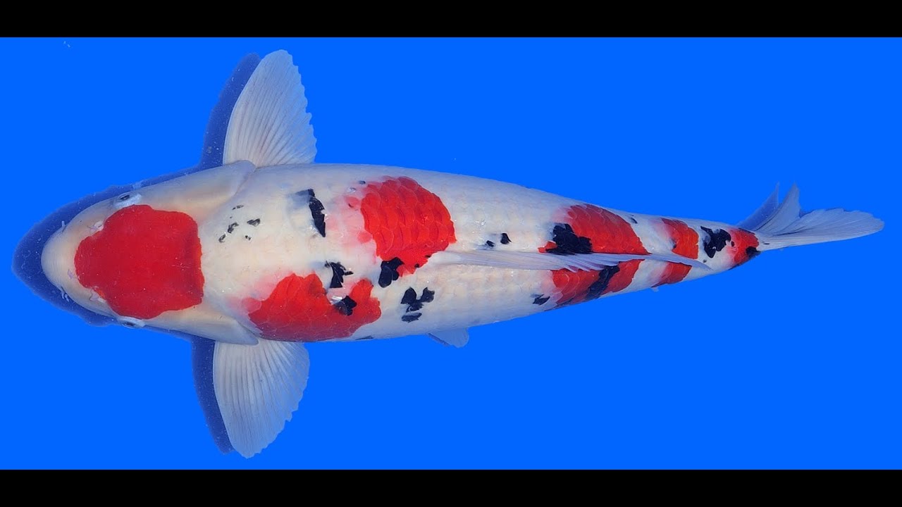 Sanke Sakai FF 50cm Nisai Male SHQ - YouTube