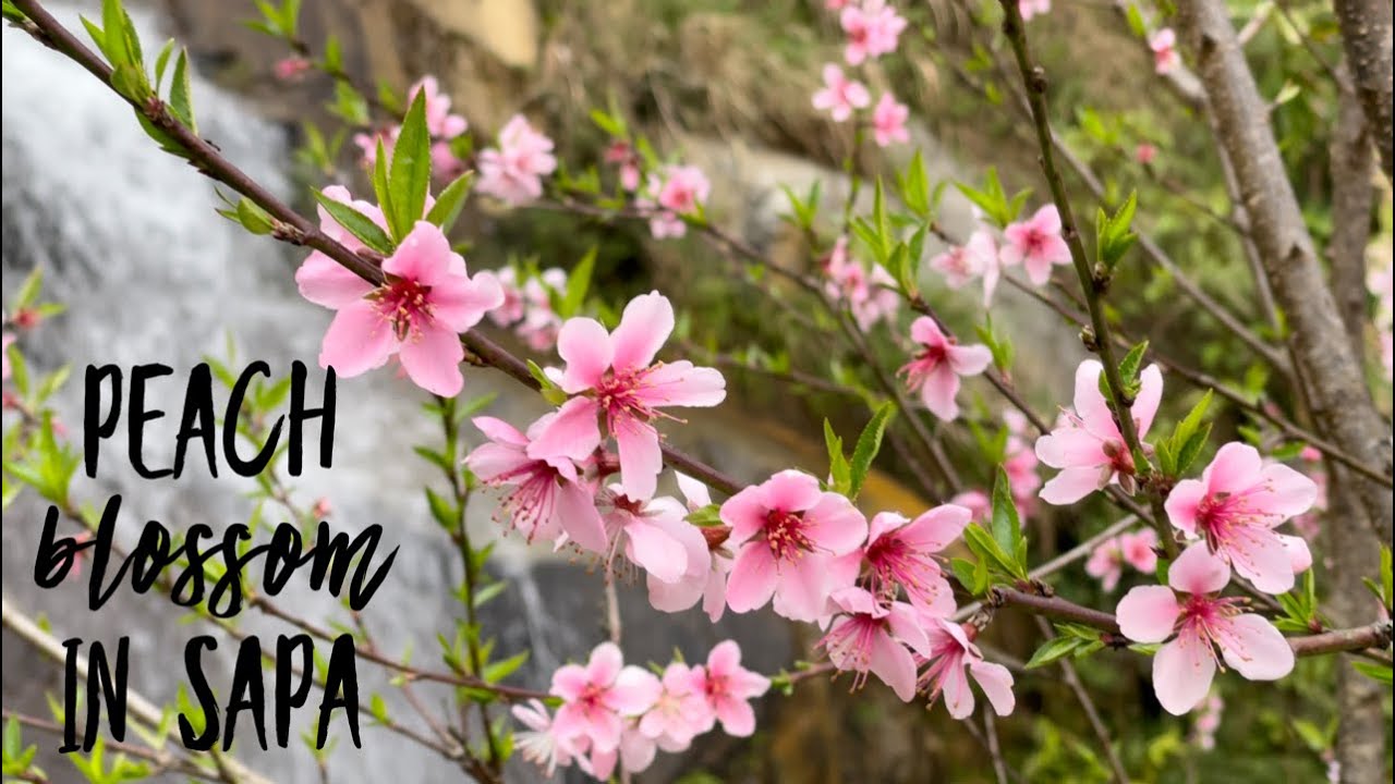 Spring time in Sapa - YouTube