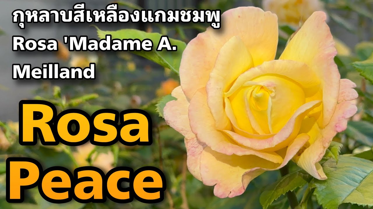 Rosa Peace กุหลาบสีเหลืองแกมชมพู Rosa 'Madame A. Meilland - YouTube