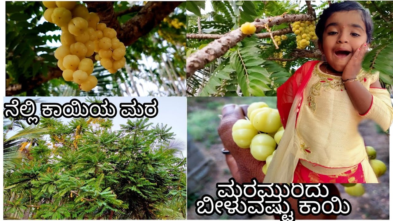 ನೆಲ್ಲಿ ಕಾಯಿ|| amla|| Nellikayi|| gooseberry tree|| health benefits of ...