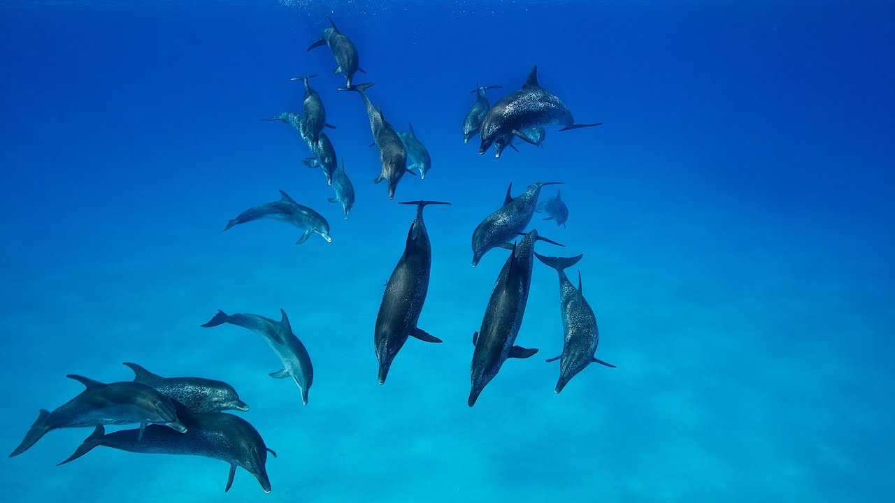 First Encounter of the Human-Dolphin Kind in 2016 - YouTube