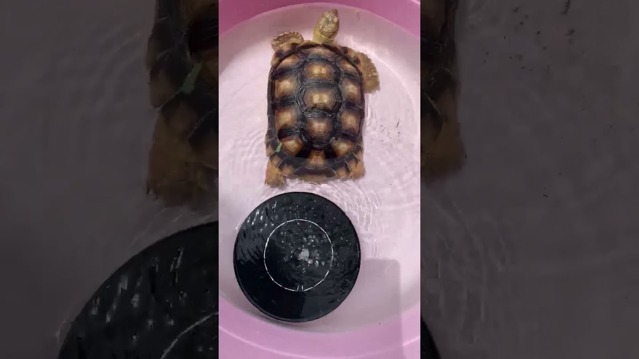 Smaller tortoise taking a quick bath - YouTube