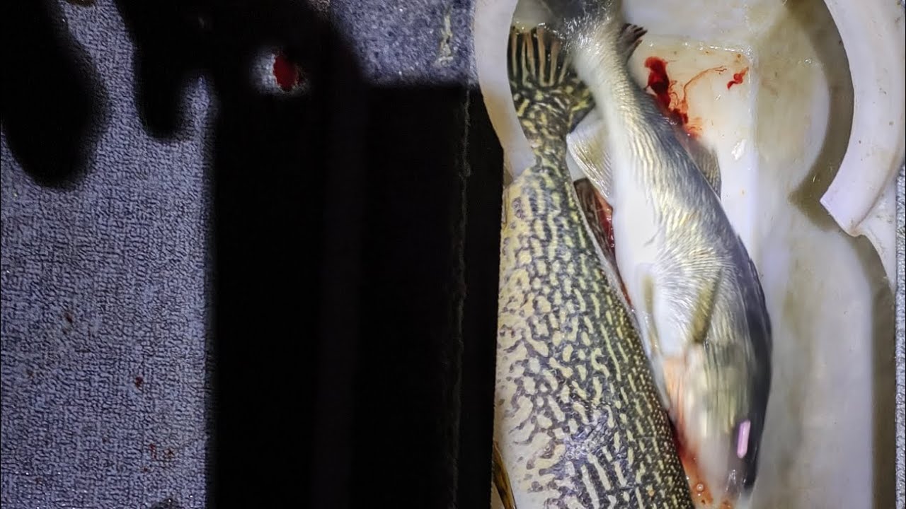 MASSIVE PIKE in West Michigan**(on the hunt for walleye)** - YouTube