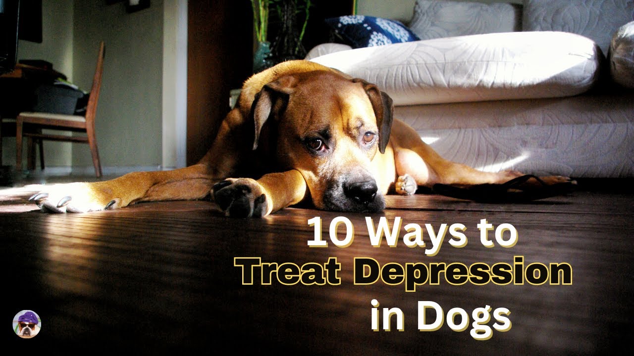 Top 10 Ways to Treat Depression in Dogs - YouTube