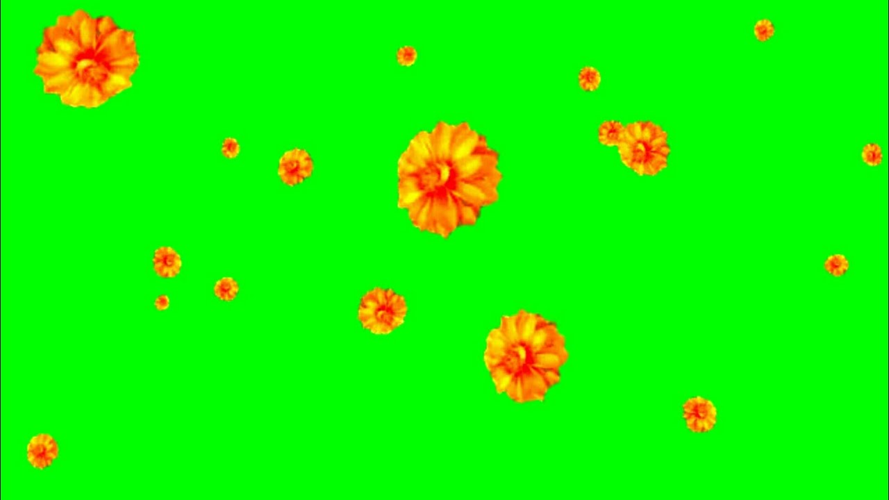 yellow flowers fall green screen effects HD | yellow flowers falling ...