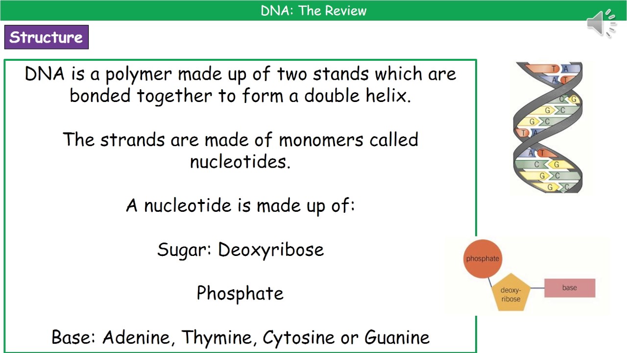 OCR Gateway A B1.2.1 DNA Summary - YouTube