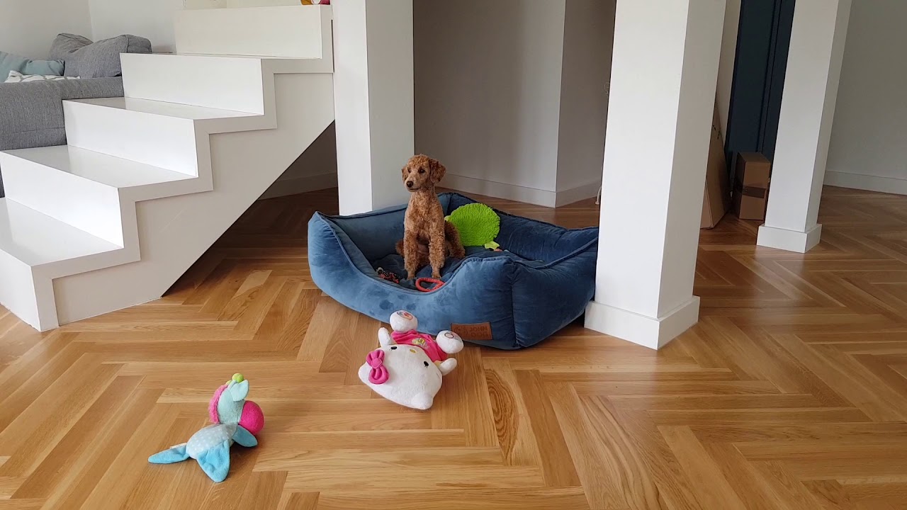 POODLE VS HELLO KITTY 🐩 - YouTube