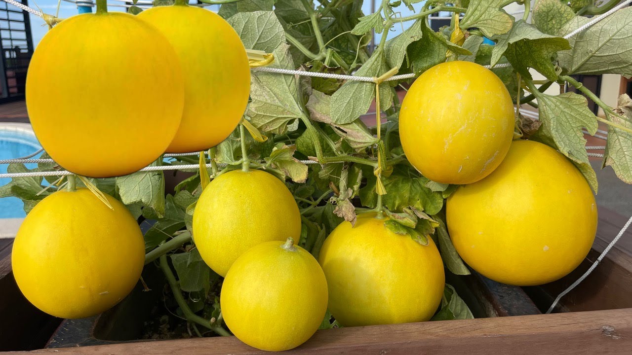 How To Grow Golden Sweet Melon from Seeds to Harvest - YouTube